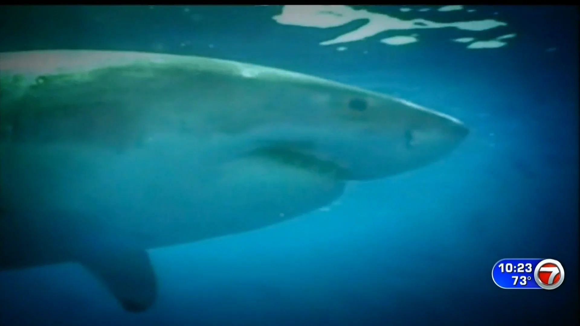 Alex DiPrato - Alex DiPrato "Sharks" on Vimeo