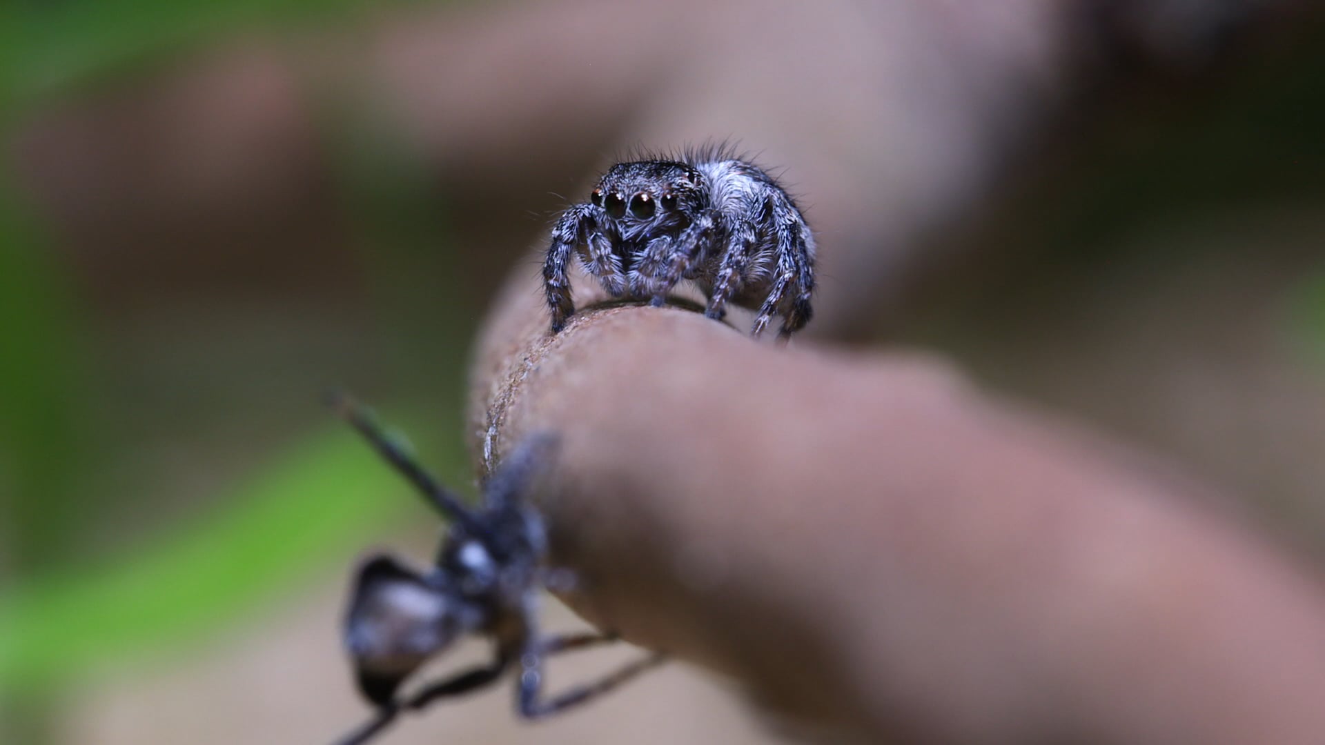 Maratus trigonus 19 on Vimeo