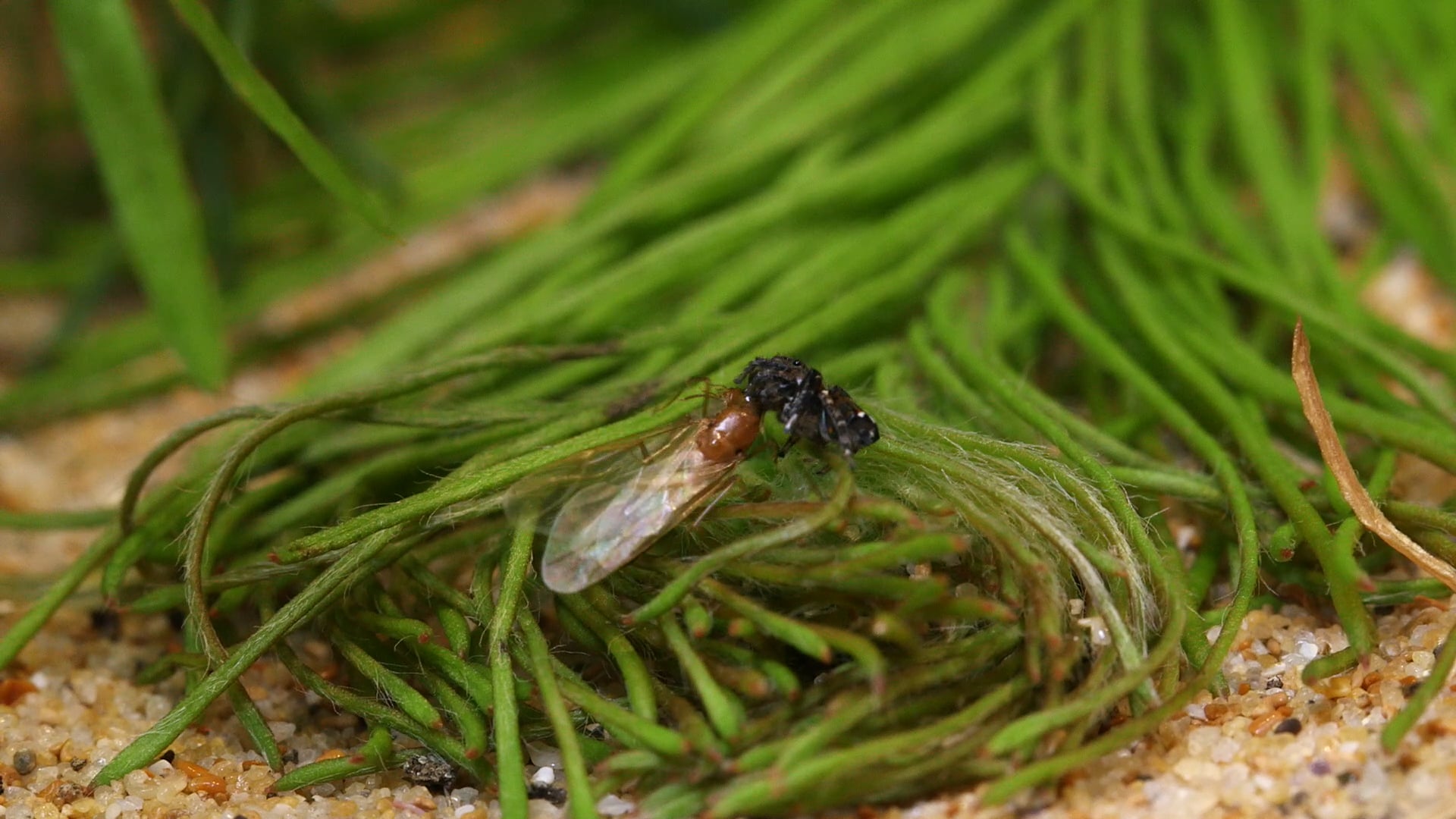 Maratus trigonus 29 on Vimeo