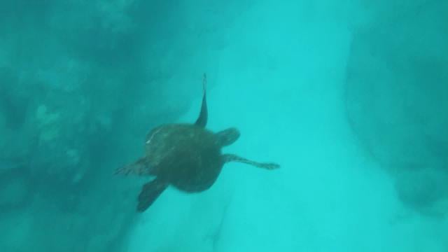 Allison the Sea Turtle on Vimeo