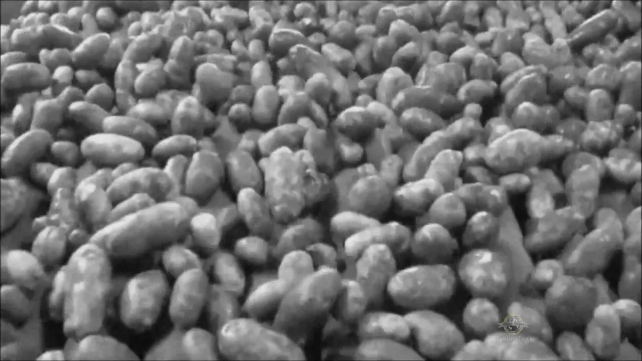 Junius G. Groves: Potato King of the World