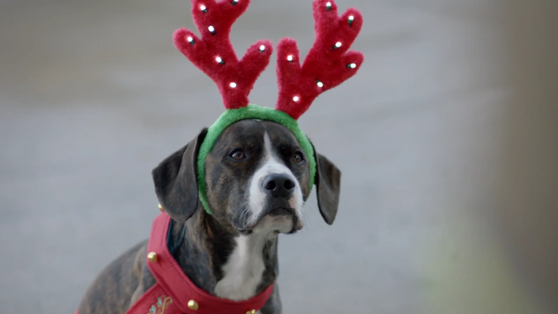 PETS/ANIMALS - Hoosier Lottery "Holiday" on Vimeo