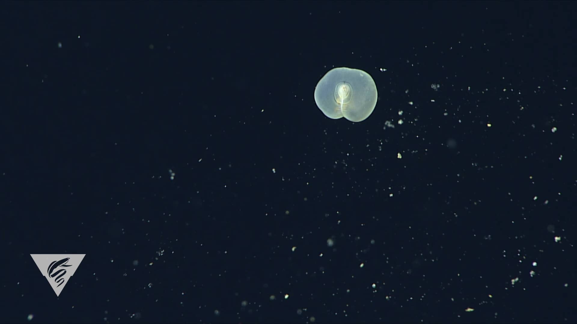 Chaetopterus pugaporcinus on Vimeo