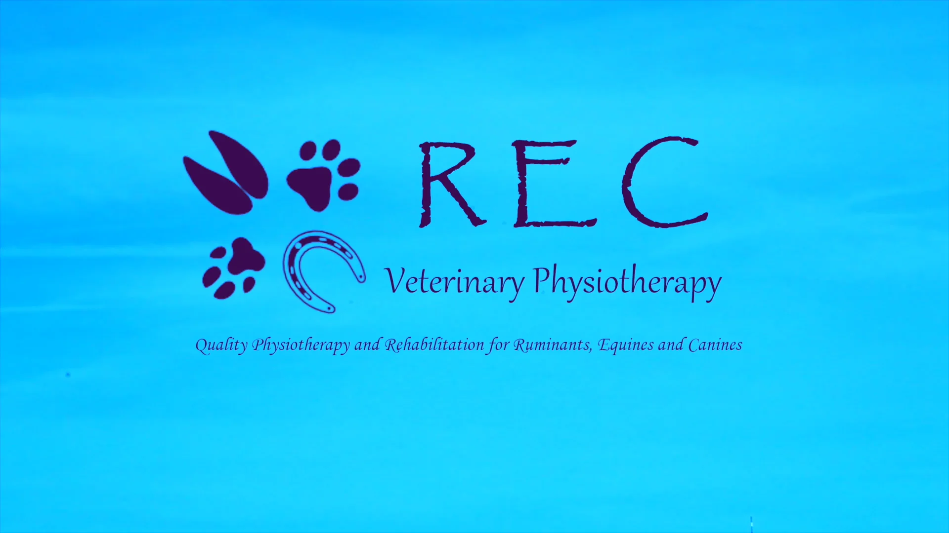 REC Vet Physio on Vimeo