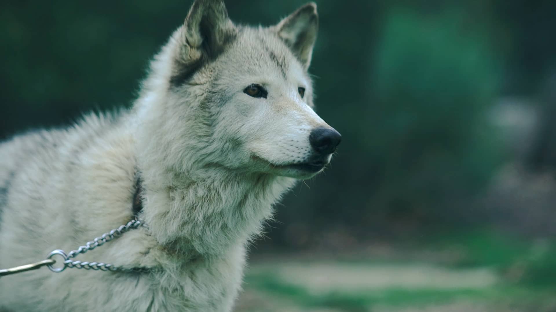 New Method Wellness, Wolf Therapy on Vimeo