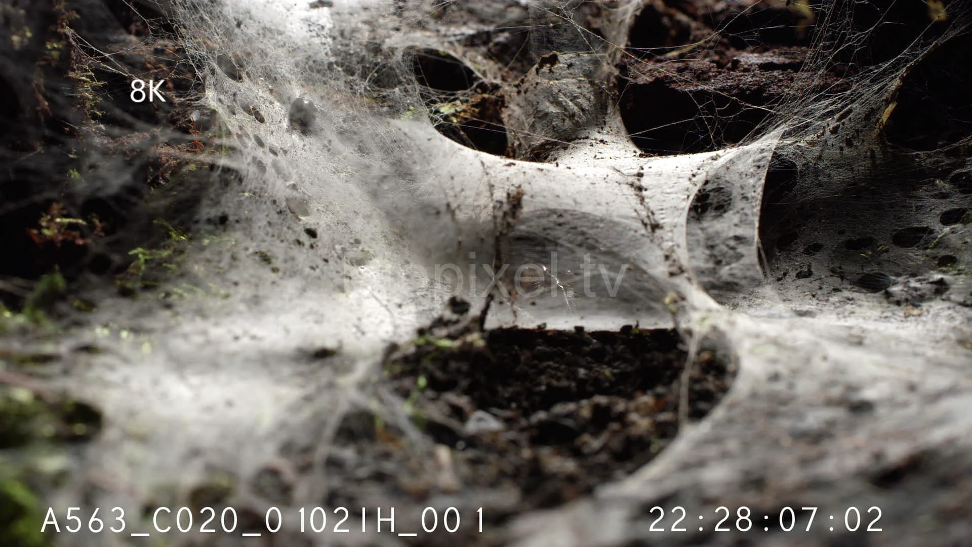 4K Spiders - Funnel-web spider in web 1 8K on Vimeo