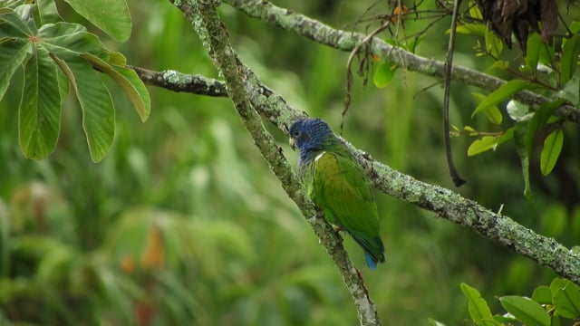 Nature Ave Parrot - Free video on Pixabay