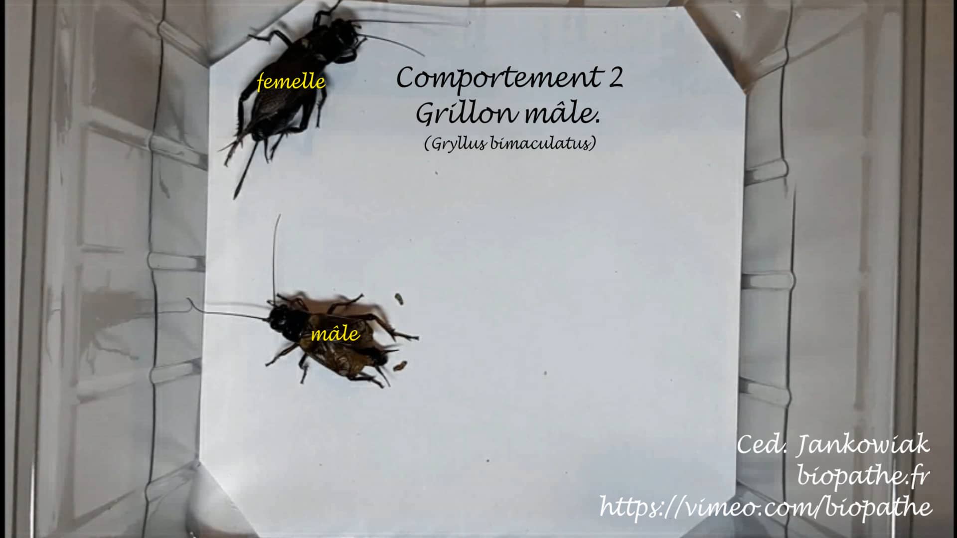 communication grillon 2 on Vimeo