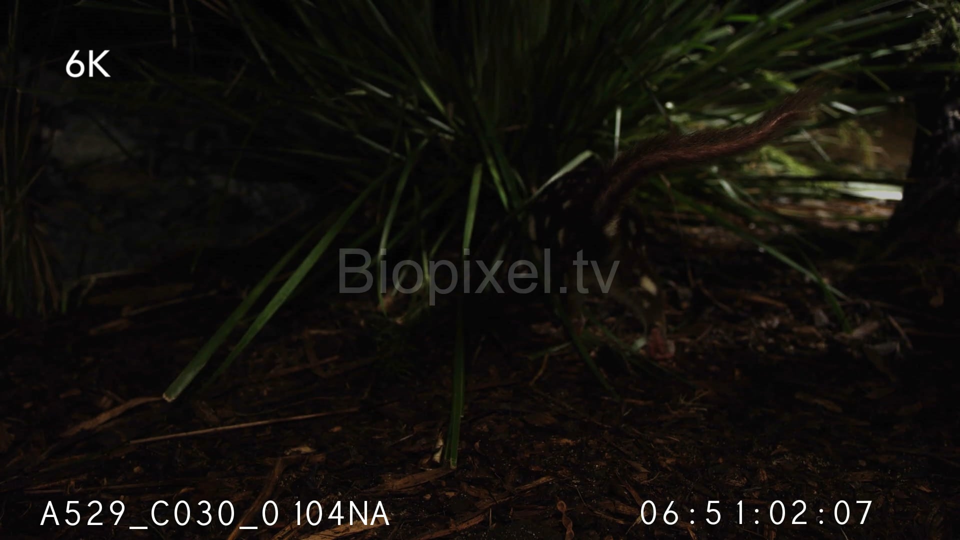 Marsupial Quoll - Northern Quolls at night 6K 2 on Vimeo