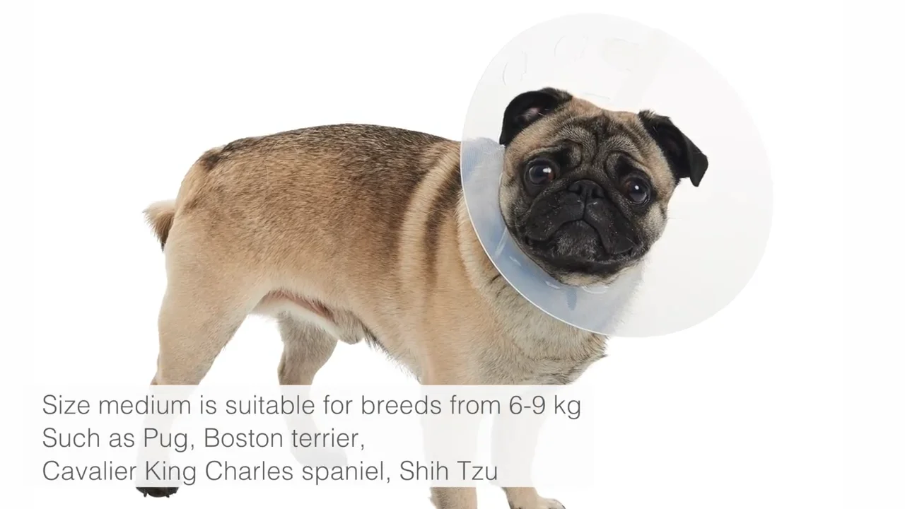 Video to web & download - BUSTER Dog Collar for Brachycephalic Breeds ...