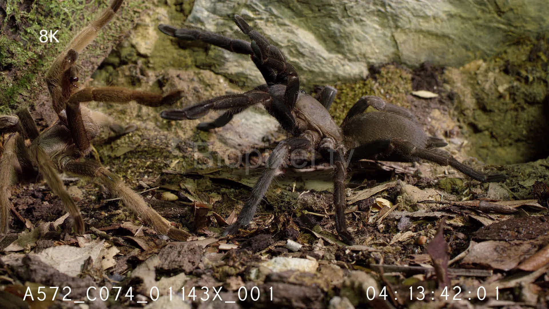 Reproduction - Australian tarantula spiders mating 2 8K on Vimeo