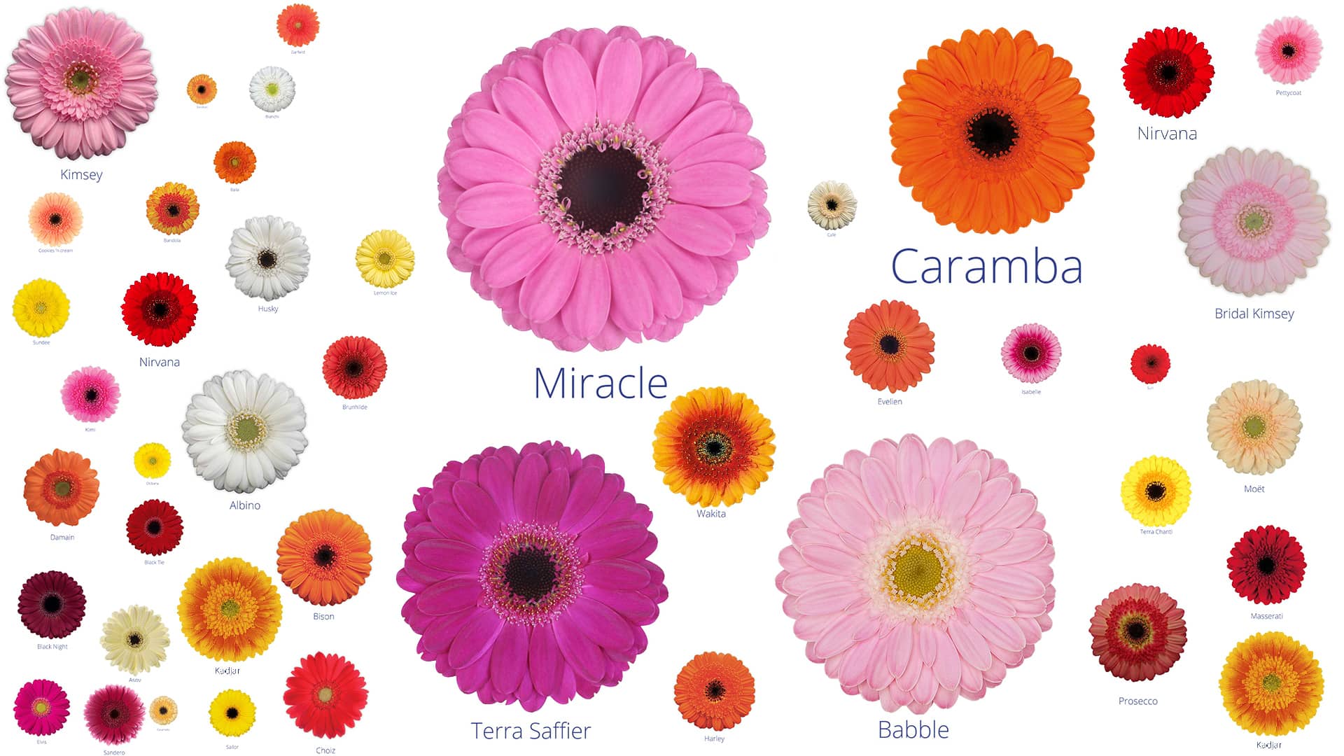 61 varieties of germinis of Jac Oudijk Gerberas on Vimeo