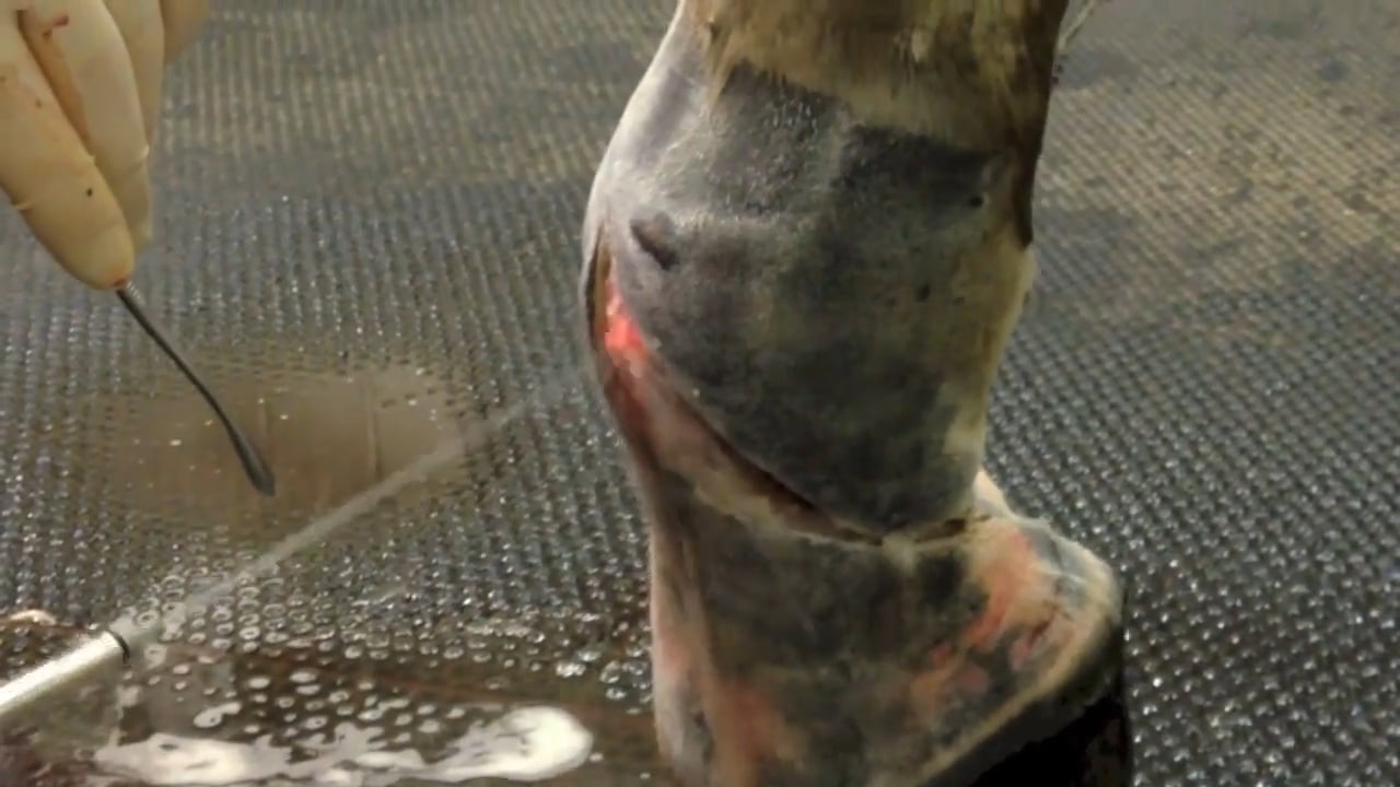 Video to web & download - KRUUSE Wound Flushing System on Vimeo