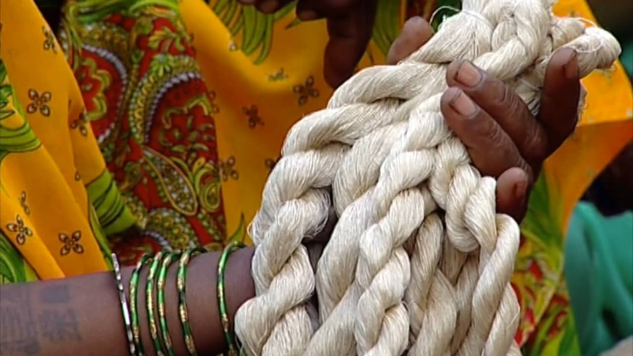 Cultivating Tasar Silk on Vimeo