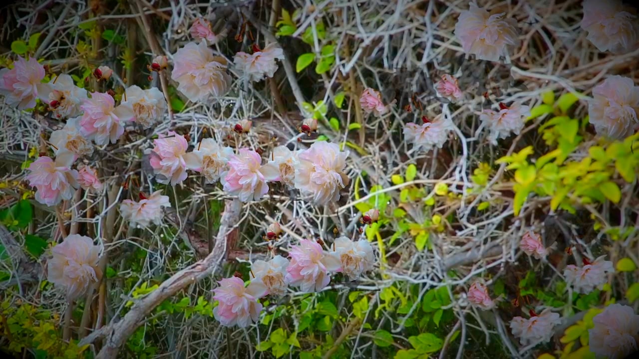 The Gorgeous Preview - Filter/Slo Mo on Vimeo