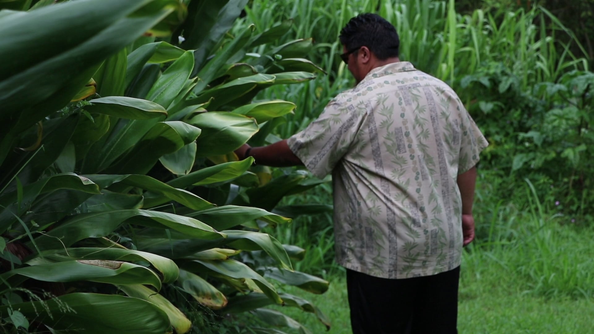 Na Makamae: Kūʻike Kamakea-Ohelo on Vimeo