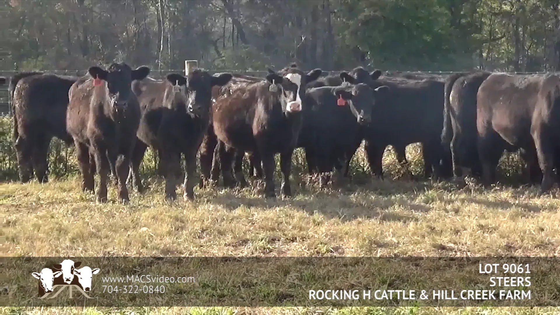 Lot 9061-Rocking H Cattle & Hill Creek Farm on Vimeo