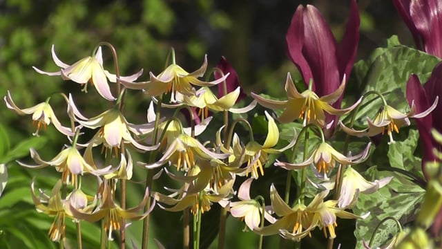 Calm Peaceful Flowers - Free video on Pixabay