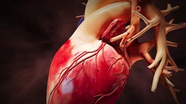 Human Heart Animation