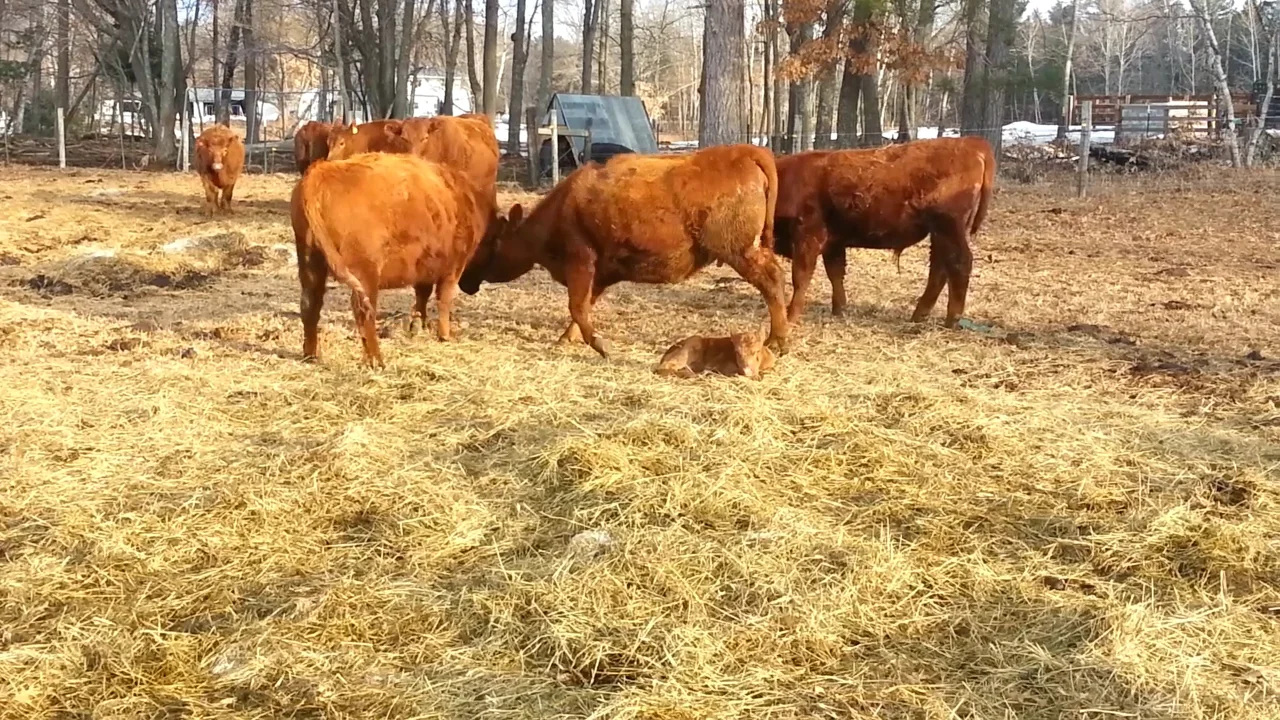 Tour of the Durand Family Farm on Vimeo