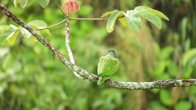 Nature Ave Green Parrot Exotic - Free video on Pixabay