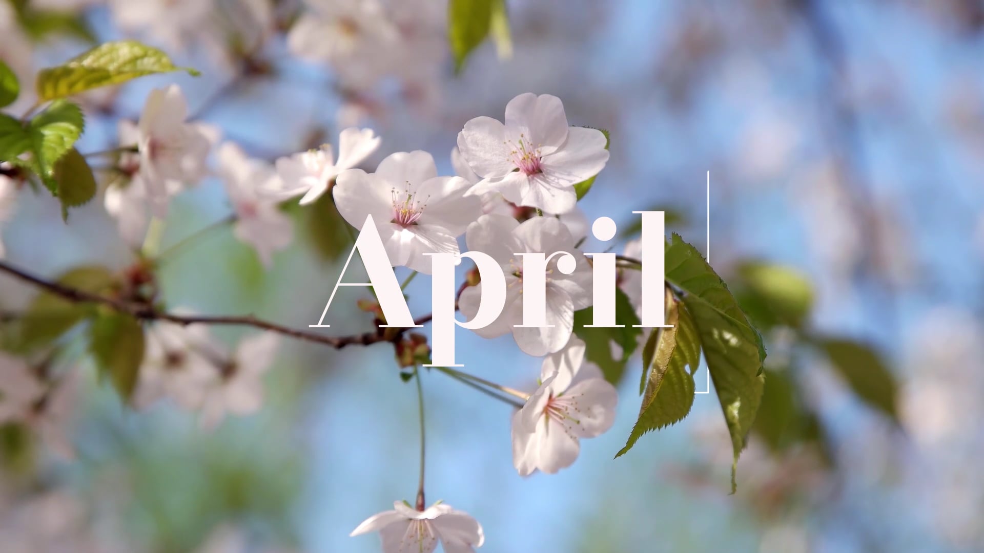 April Intro on Vimeo