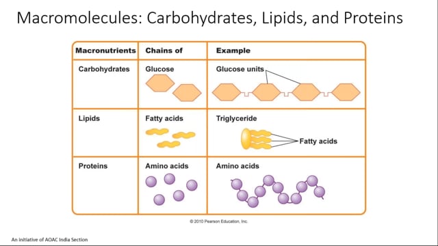 What Is The Molecular Structure Of Carbohydrates Lipids And Proteins ...