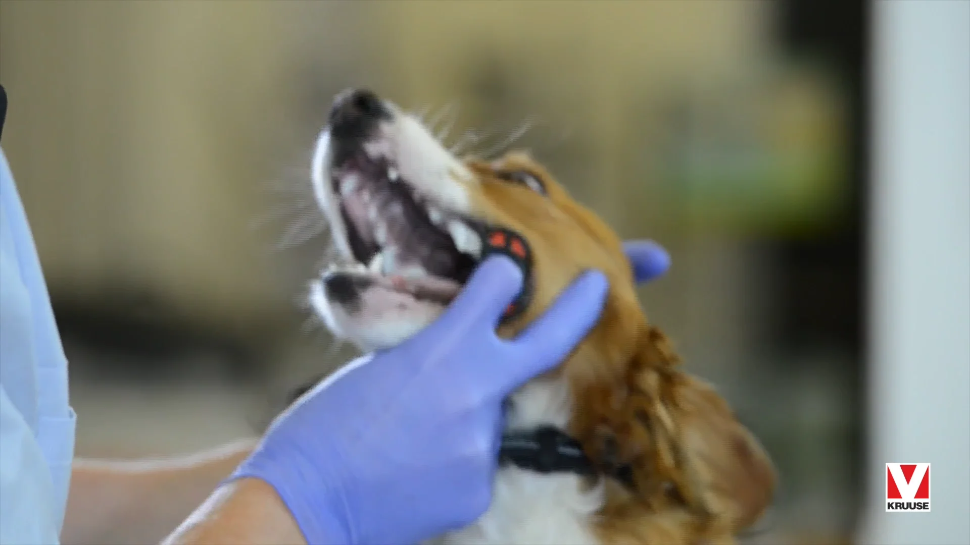 KRUUSE Bedi-Shield-Vet