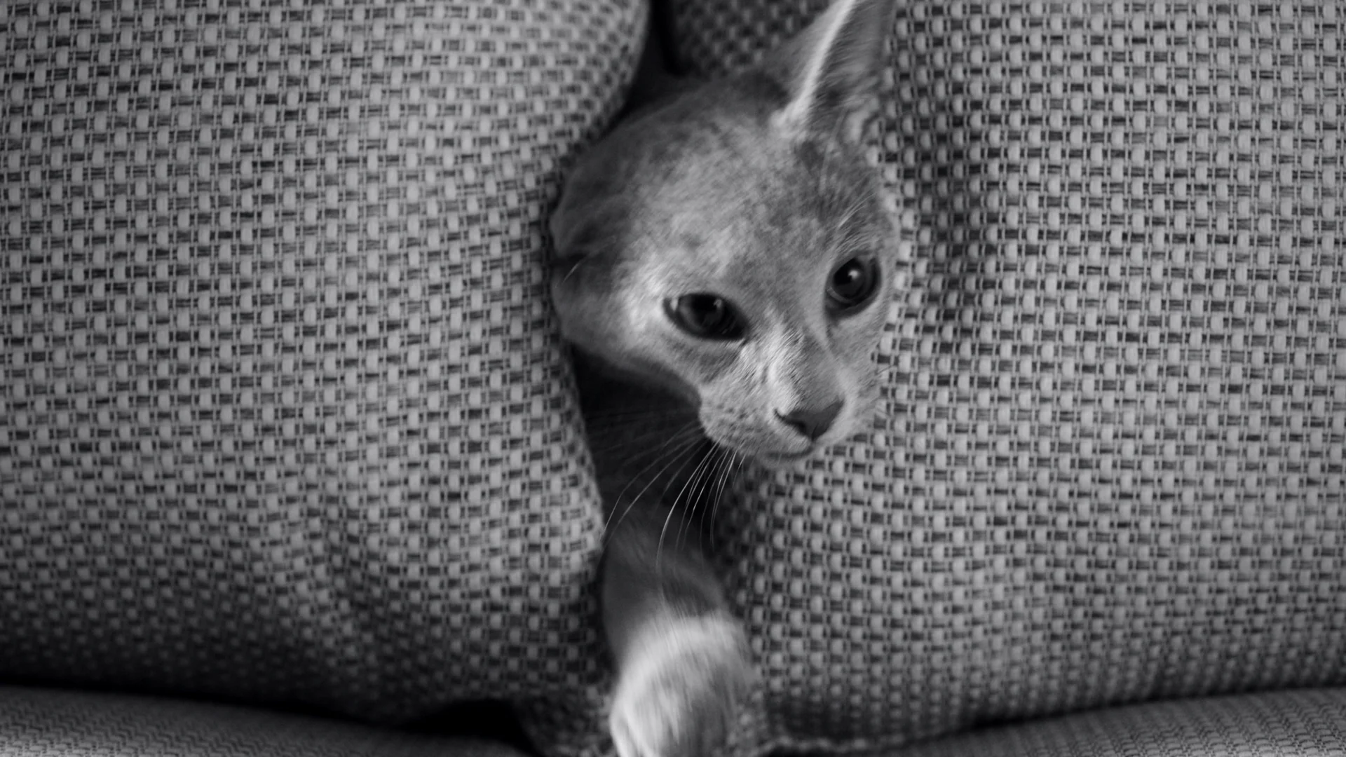 FRONTLINE Plus UPDATE on Vimeo