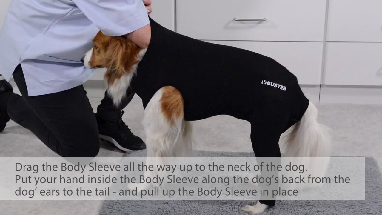 Video to web & download - BUSTER Body Sleeves For Hind Legs on Vimeo