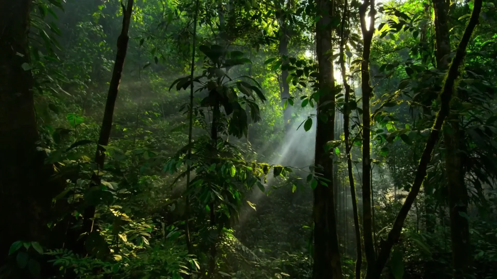 Our Planet - Jungles