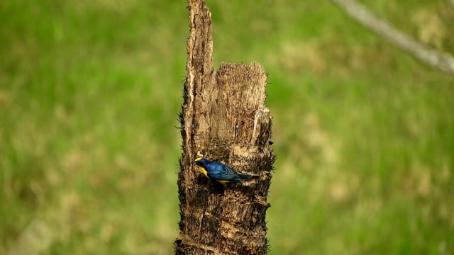 Nature Ave Bird - Free video on Pixabay