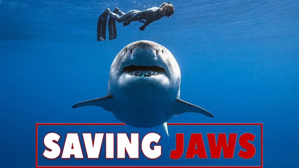 Watch Saving Jaws Online | Vimeo On Demand on Vimeo