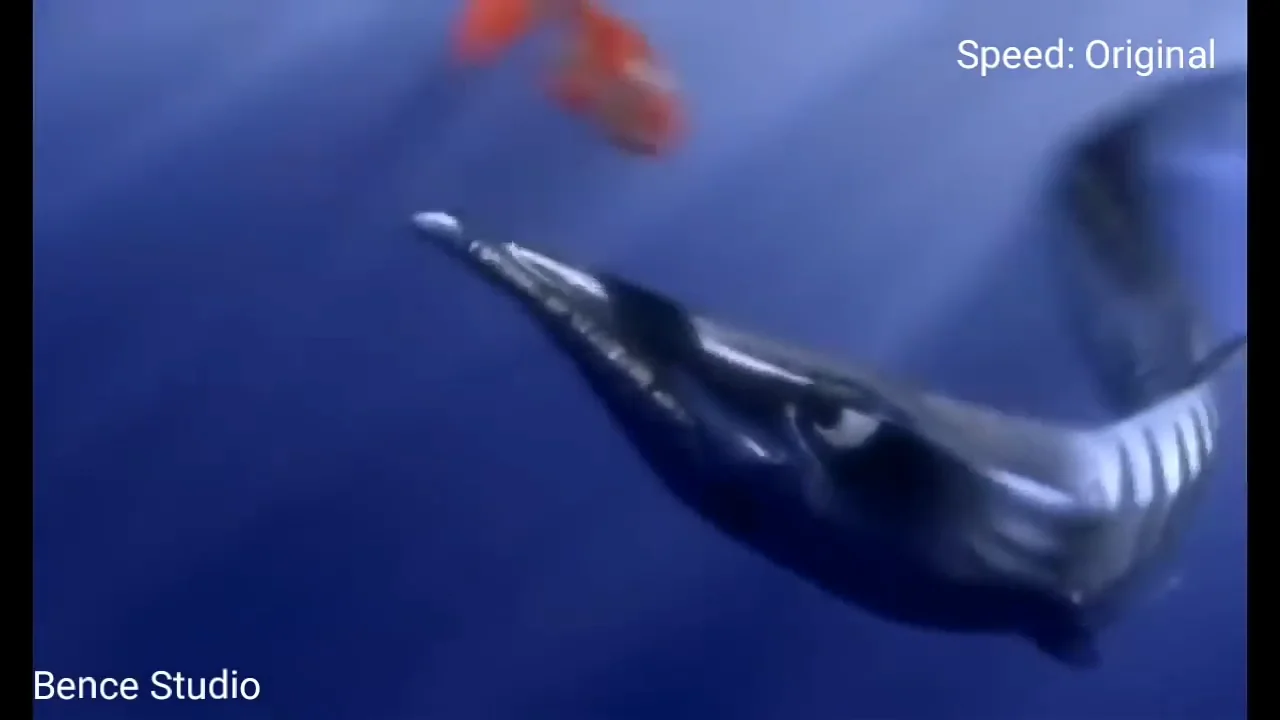 Finding Nemo Barracuda on Vimeo