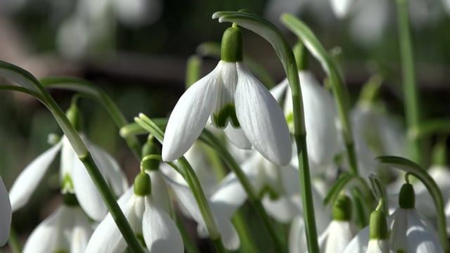 Snowdrop Spring Nature - Free video on Pixabay
