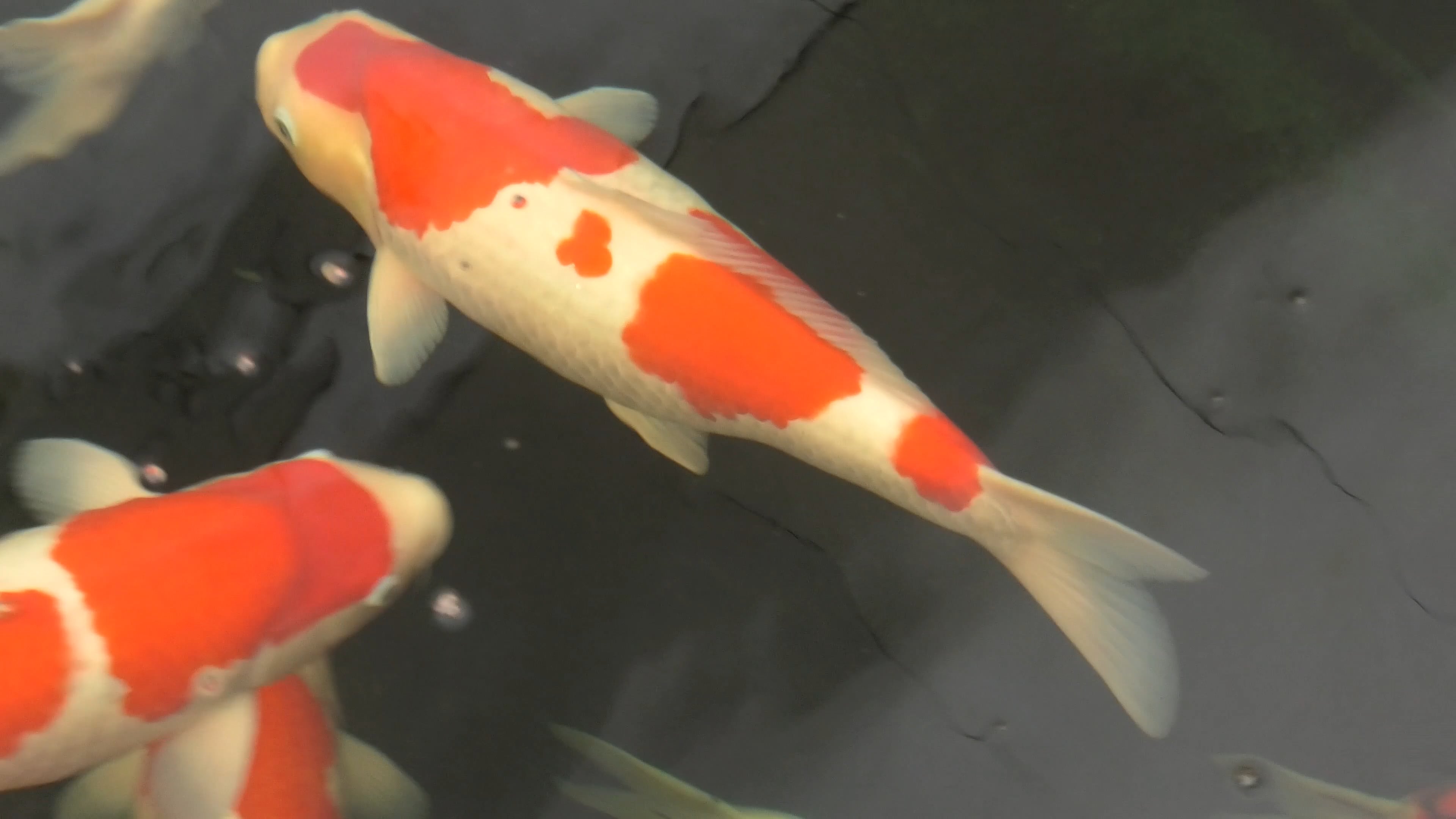 Sakai Nisai Kohaku Sa6155 on Vimeo