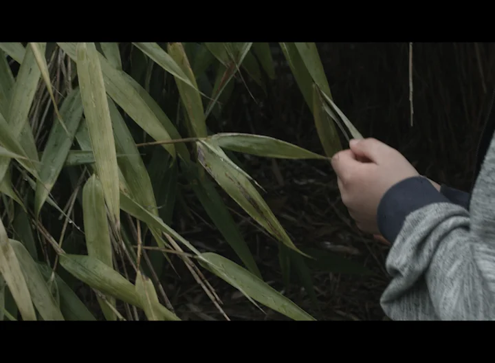 alex g - poison root on Vimeo