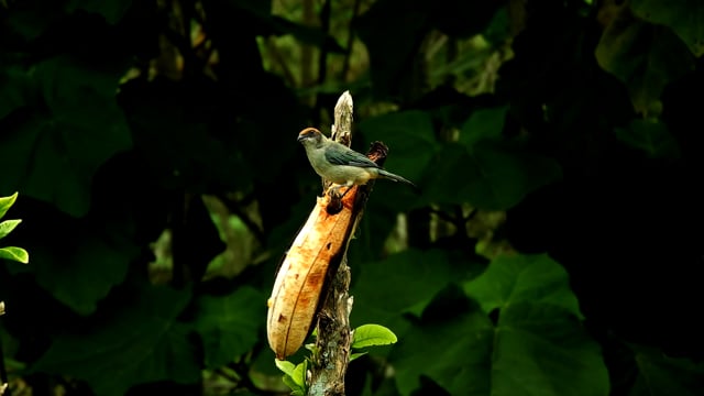 Bird Eating Videos: Download 4,188+ Free 4K & HD Stock Footage Clips ...