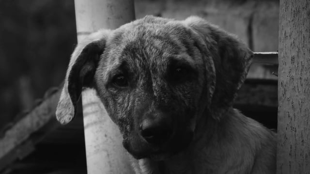 200+ Free Dog & Animal Videos, HD & 4K Clips - Pixabay