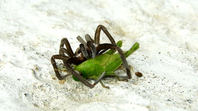 Macro Insetos Aranha - Free video on Pixabay - Pixabay
