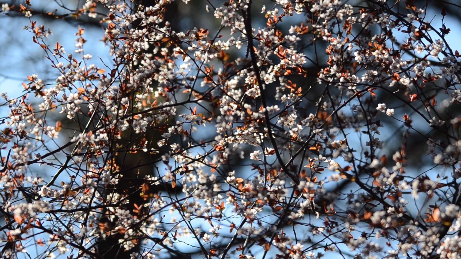 Plum Tree Pollinators on Vimeo