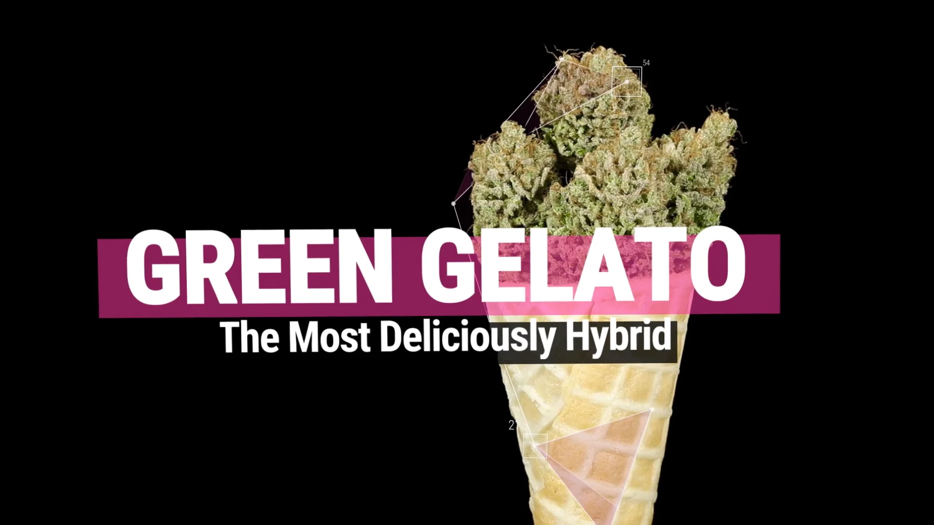 Green Gelato Strain Review | The most deliciously hybrid on Vimeo