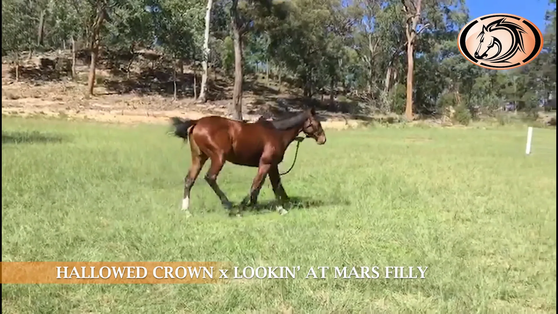 HALLOWED CROWN x LOOKIN AT MARS FILLY on Vimeo