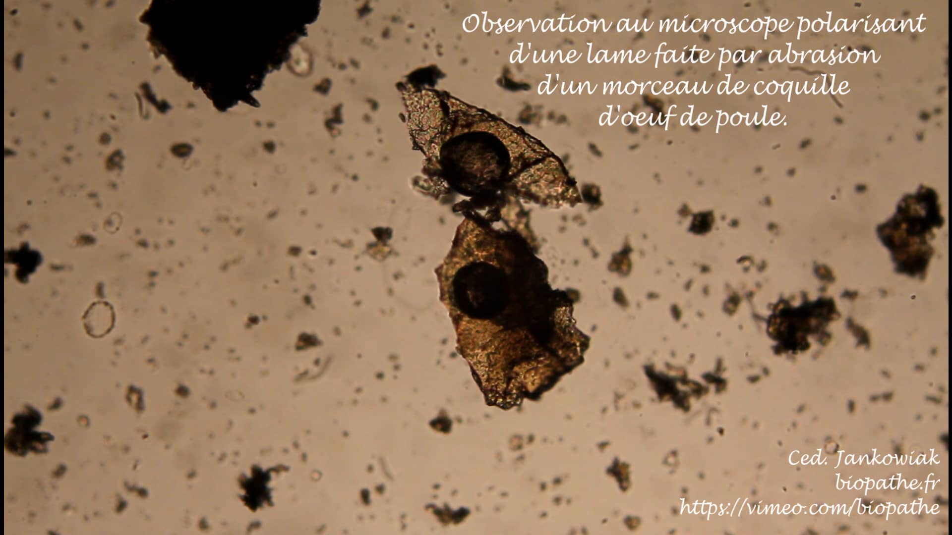 Observation au microscope polarisant d'une lame faite par abrasion d'un ...