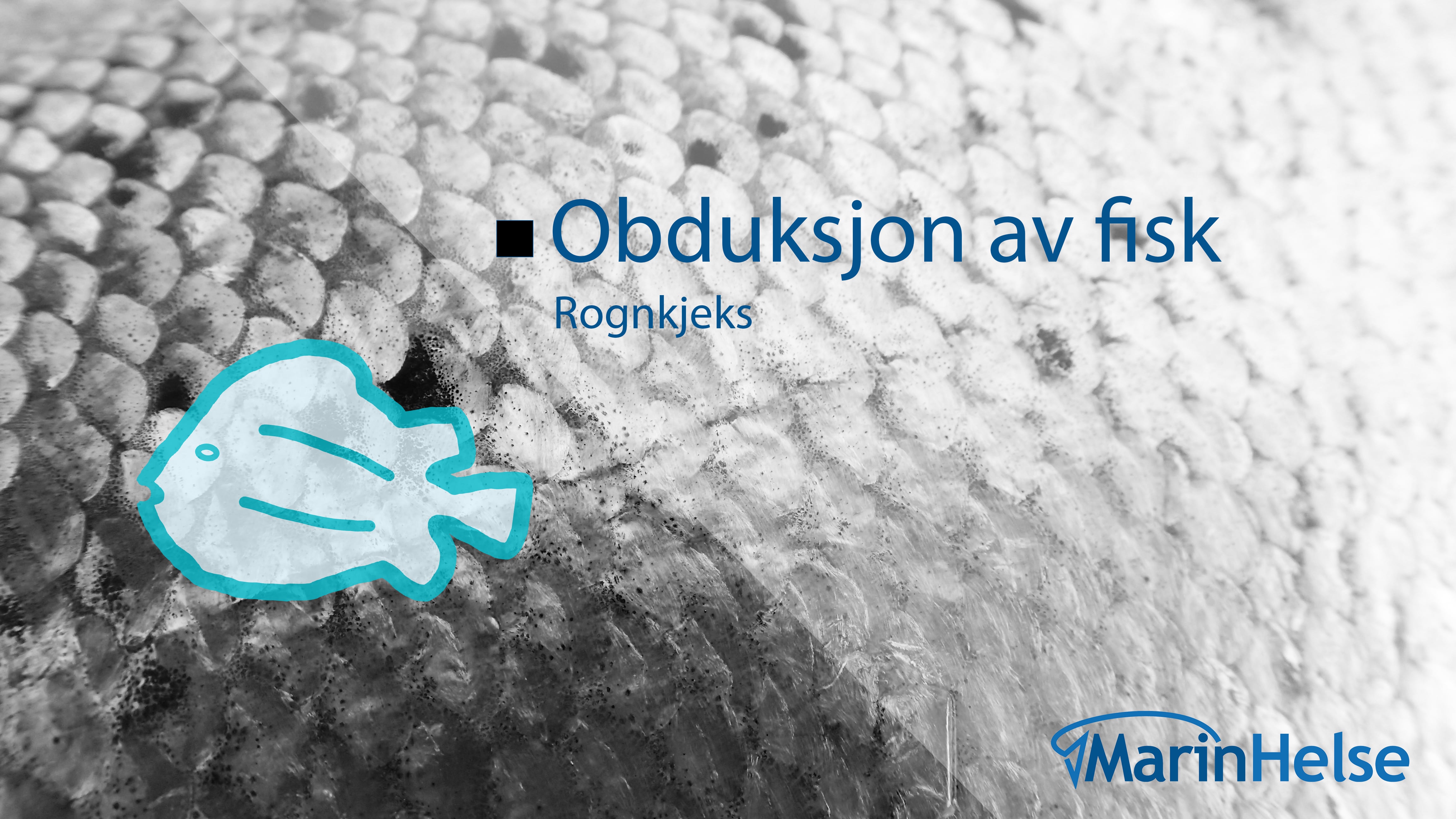 Obduksjon av fisk - Rognkjeks on Vimeo