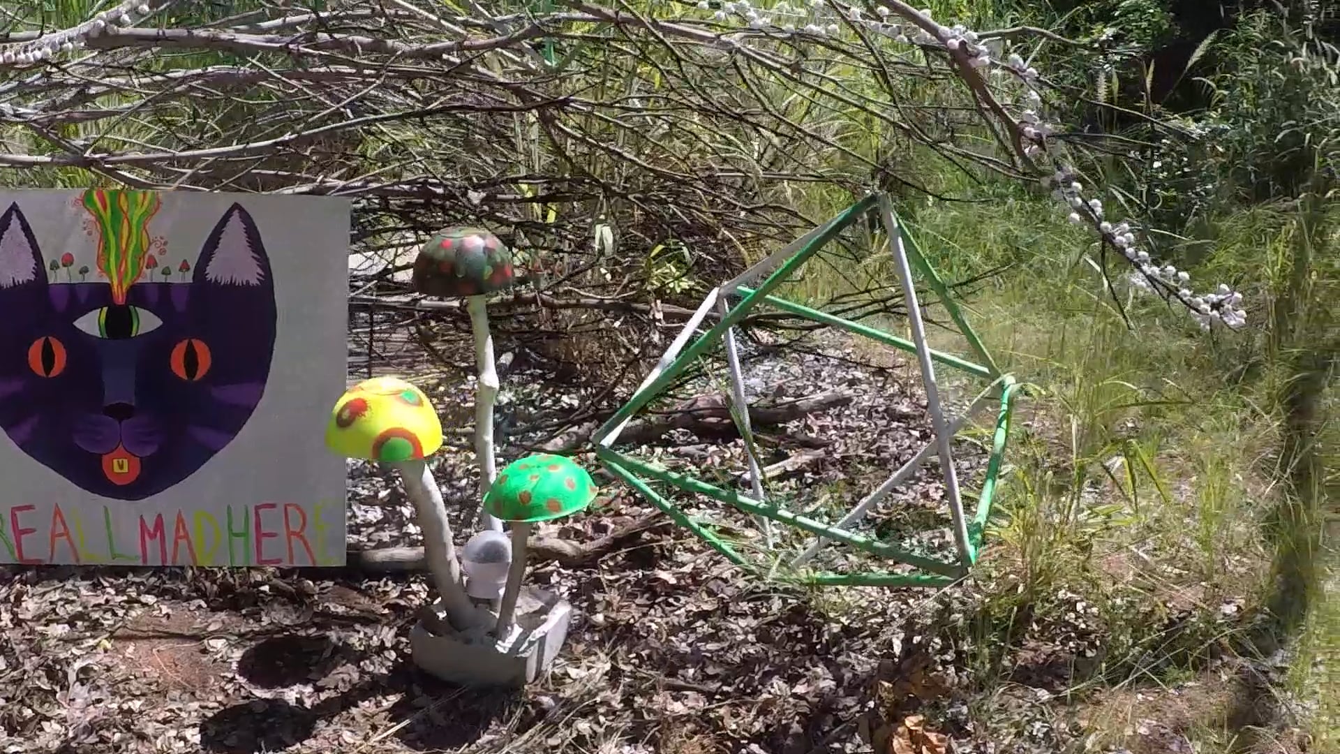 Down the Rabbit Hole Darwin Doofers on Vimeo