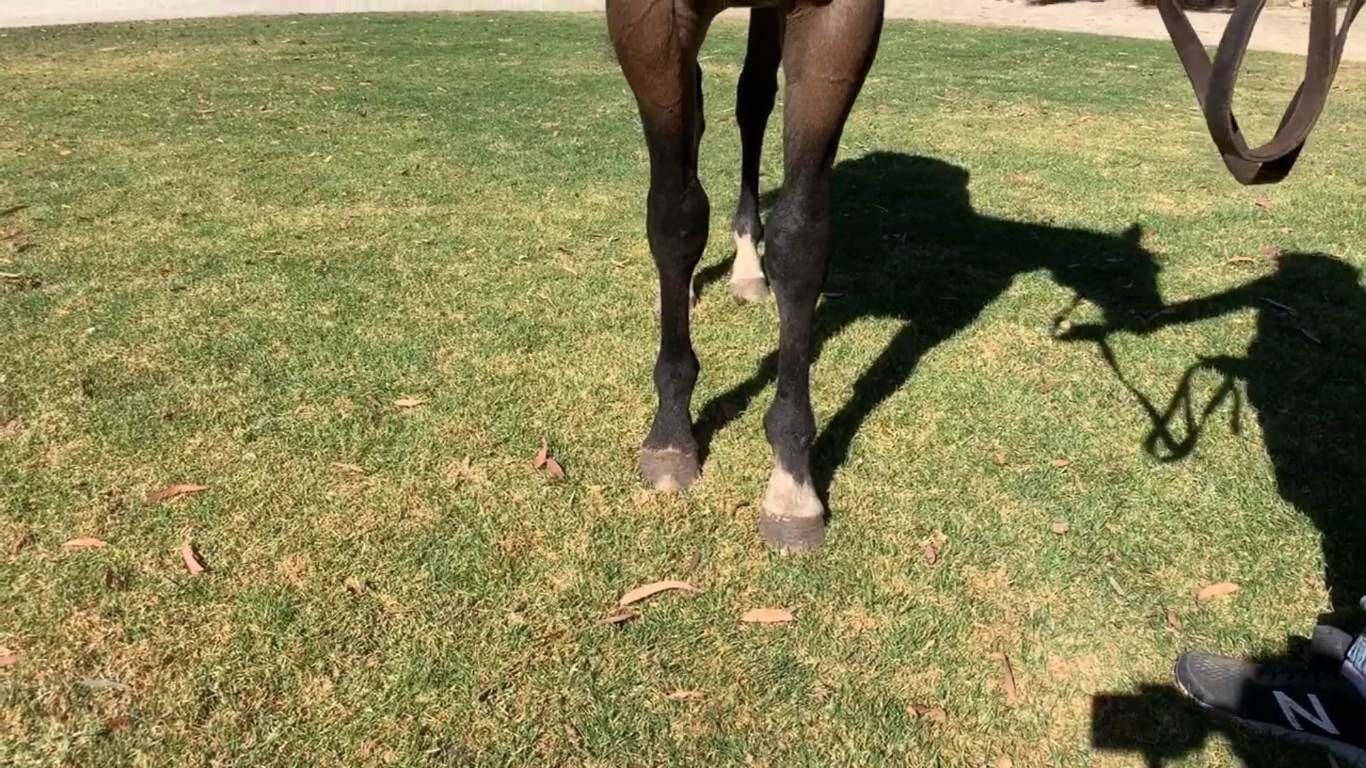 Zebedee x Hey Hey Renee Parade Video on Vimeo