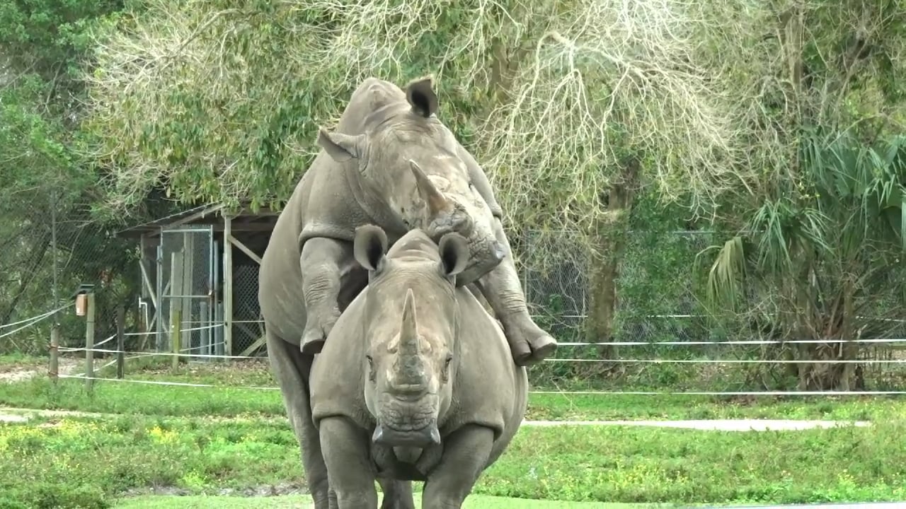 Rhinoceros Mating on Vimeo