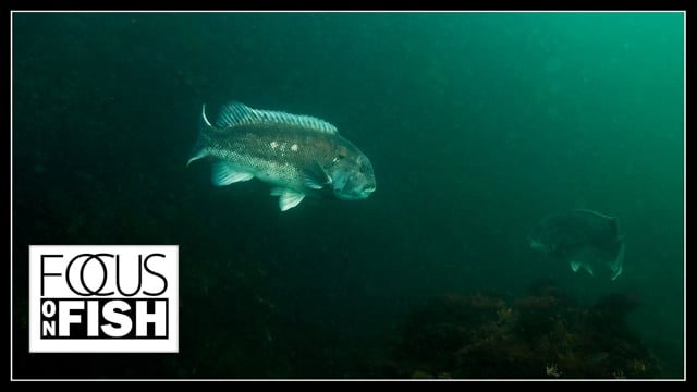 Focus on Fish on Vimeo
