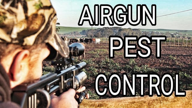 Airgun Pest Control - Airgun101